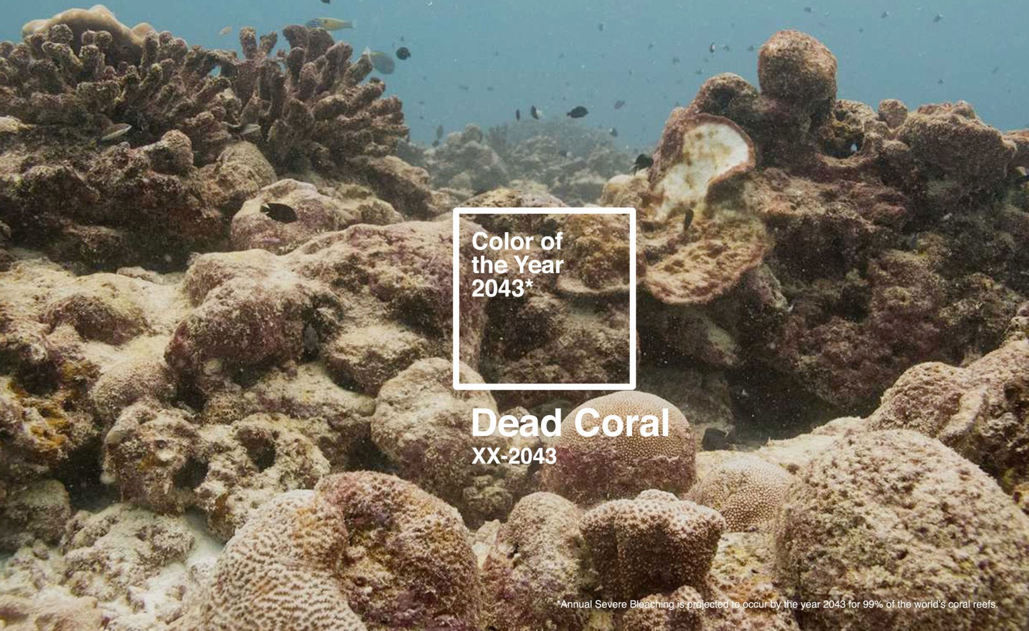 2043年的年度代表色提前亮相？蘊藏在“Dead Coral” 背後的深刻寓意 - The Femin