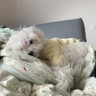 你就是宇宙送給我最美的禮物：在藝術家 yeye 筆下，看見人類與狗狗最純粹的愛 - The Femin