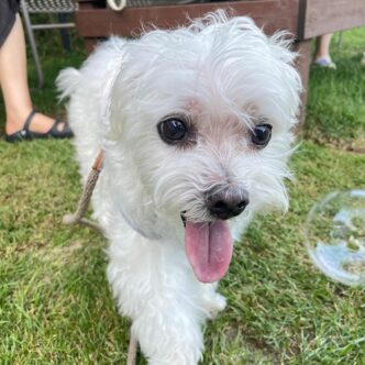 你就是宇宙送給我最美的禮物：在藝術家 yeye 筆下，看見人類與狗狗最純粹的愛 - The Femin